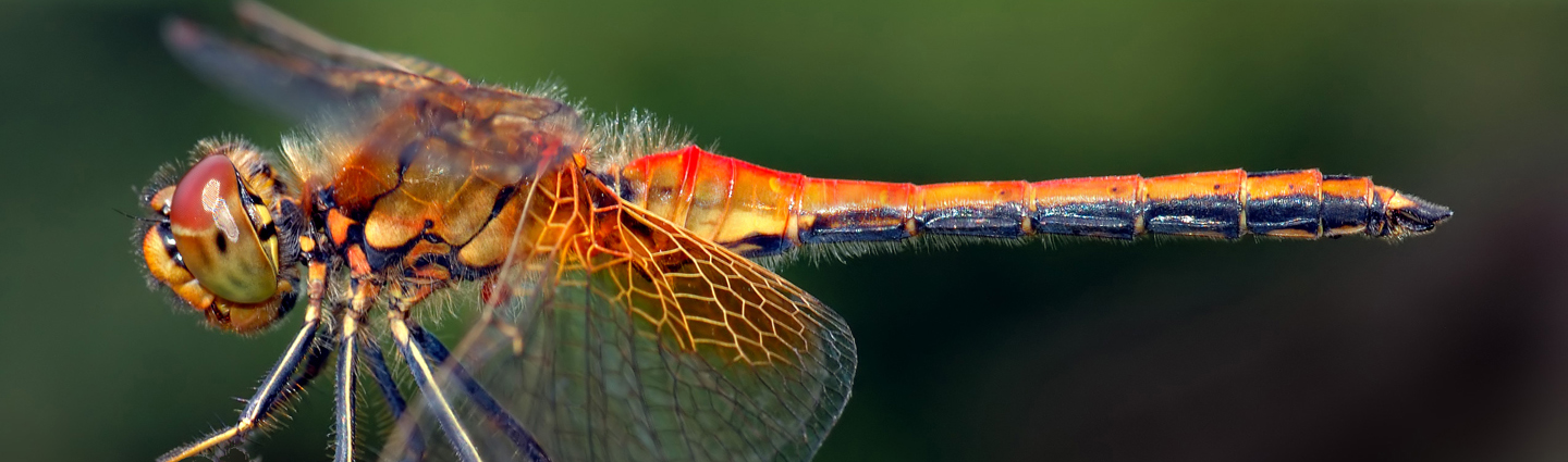 CHPPER SQUADRON (DRAGONFLY SEQUENCE)